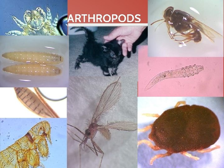 PARASITES CRITTERS IN OR CRITTERS PARASITES SO WHAT