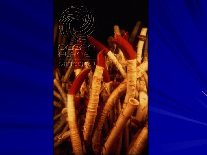 Pogonophorans Deep Sea Tube Worms In 1900 a