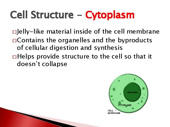 Cells The Building Blocks of Life General Information