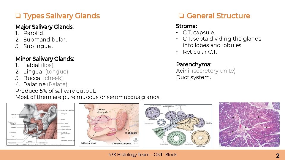 SALIVARY GLANDS Objectives Describe the microscopic structure of