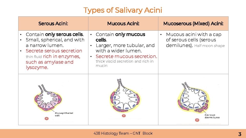 SALIVARY GLANDS Objectives Describe the microscopic structure of