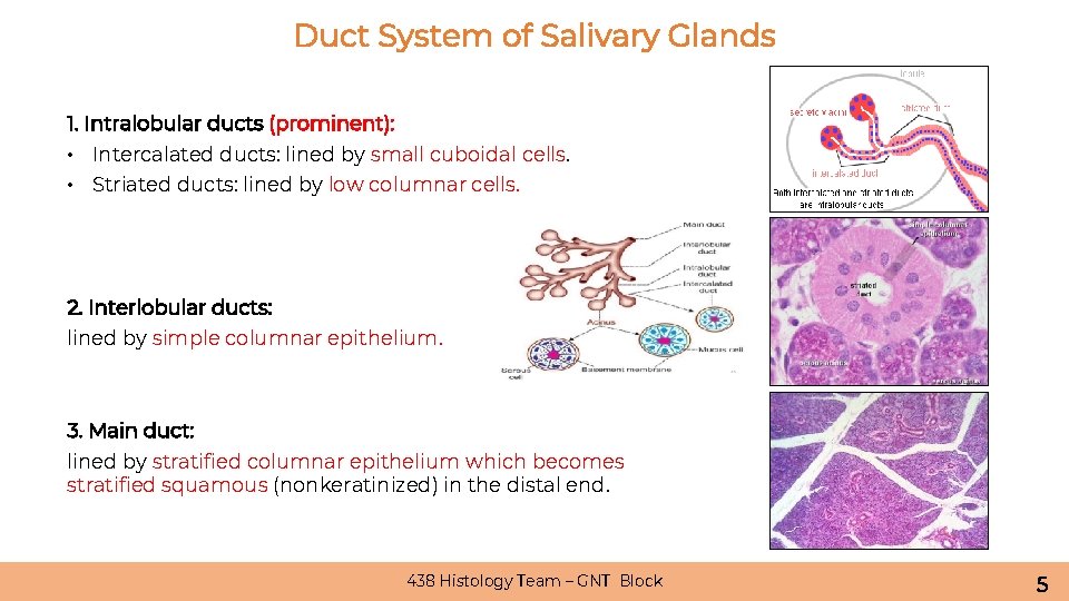 SALIVARY GLANDS Objectives Describe the microscopic structure of