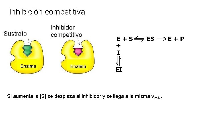QUMICA BIOLGICA ENZIMAS 4 QUMICA ESCUELA ORT Introduccin
