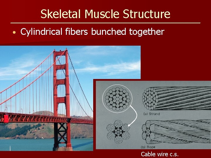 Applied Exercise Physiology Section 5 Body Systems Topic