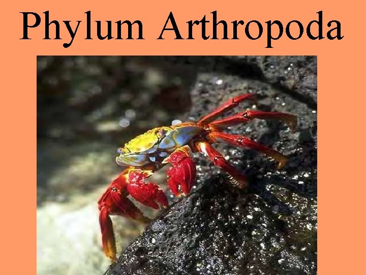 Phylum Arthropoda General Characteristics Arthropod jointed foot Exhibit