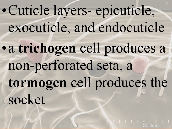 Phylum Arthropoda General Characteristics Arthropod jointed foot Exhibit