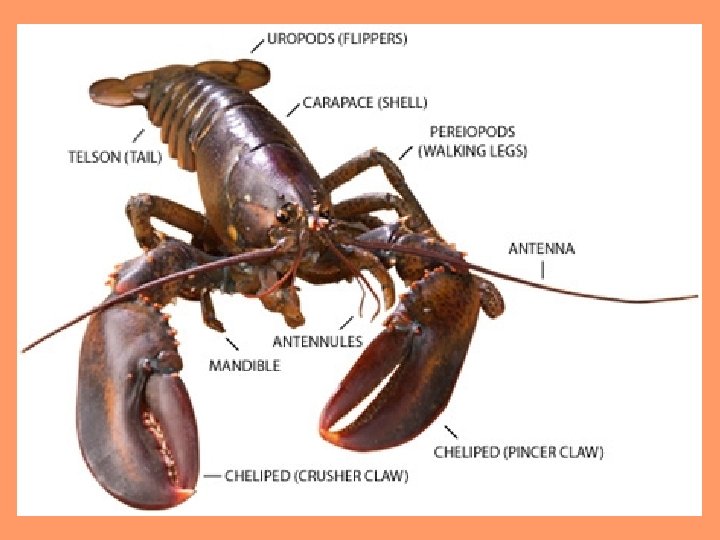 Phylum Arthropoda General Characteristics Arthropod jointed foot Exhibit