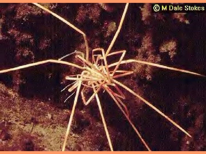 Phylum Arthropoda General Characteristics Arthropod jointed foot Exhibit