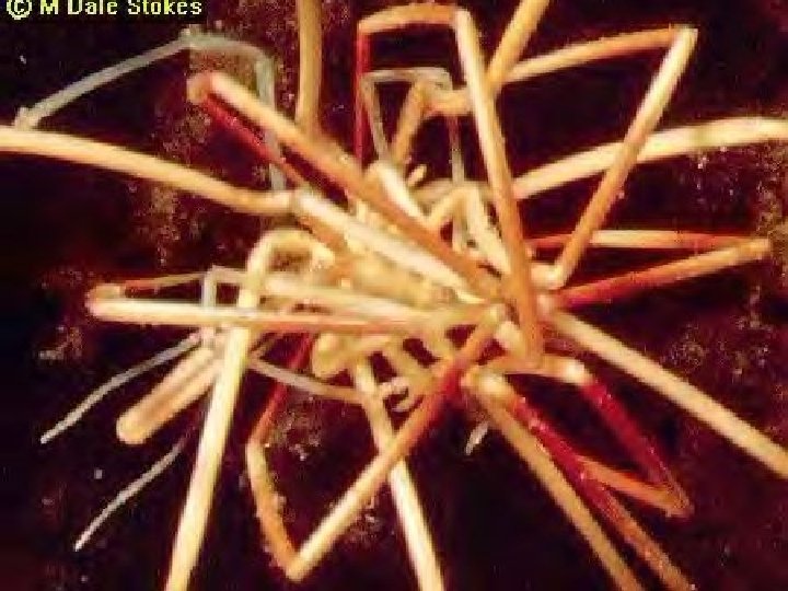 Phylum Arthropoda General Characteristics Arthropod jointed foot Exhibit