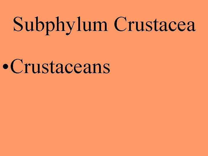 Phylum Arthropoda General Characteristics Arthropod jointed foot Exhibit