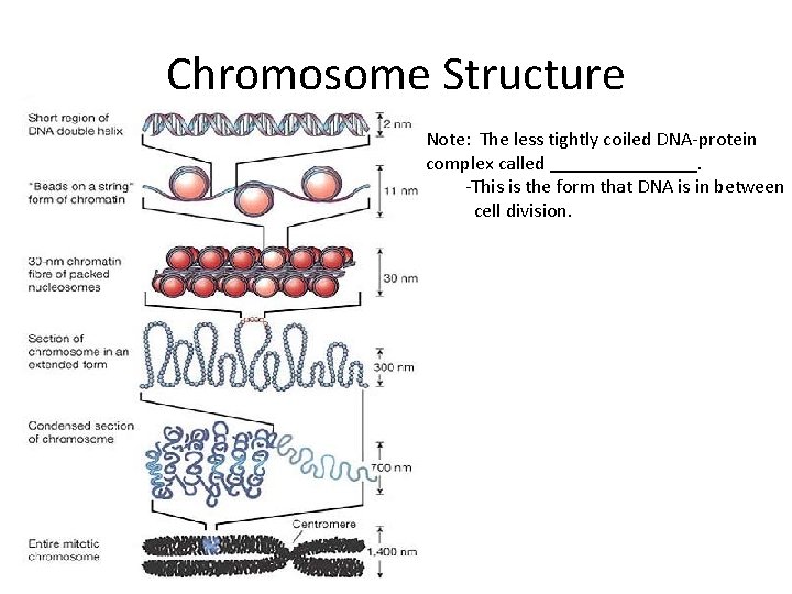 Chromosomes Section 8 1 Chromosome Structure INTRODUCTION 1