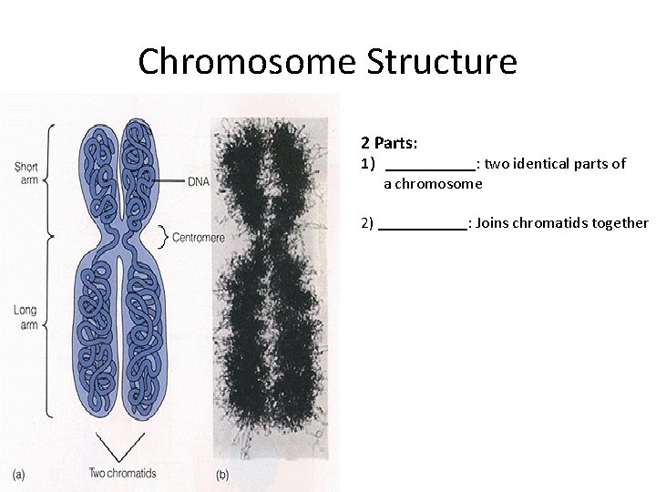 Chromosomes Section 8 1 Chromosome Structure INTRODUCTION 1