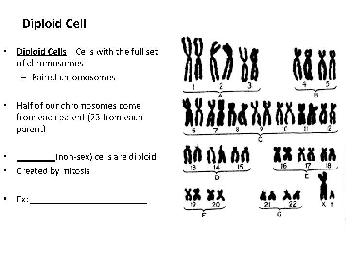 Chromosomes Section 8 1 Chromosome Structure INTRODUCTION 1
