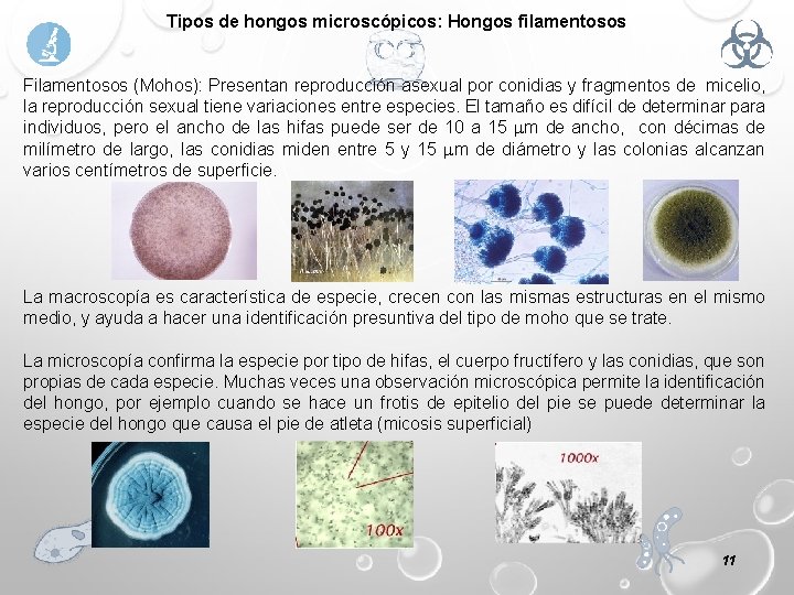 07 HONGOS 1 07 HONGOS DEFINICIN DEL GRUPO