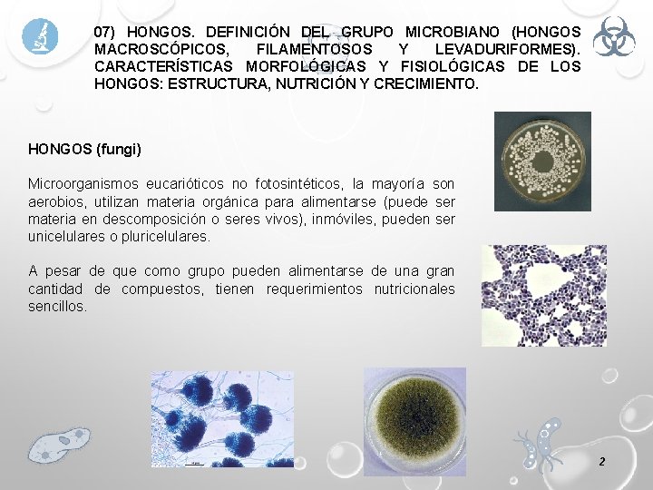 07 HONGOS 1 07 HONGOS DEFINICIN DEL GRUPO