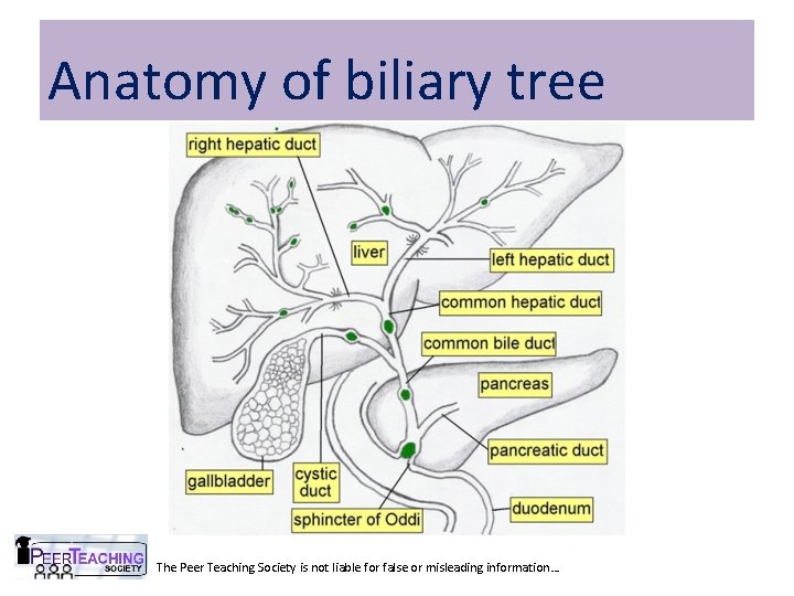 Liver and Friends Phase 1 Louise Caldwell Jess