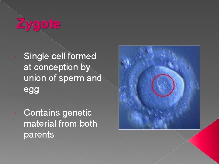 The Miracle of Life From Conception to Birth