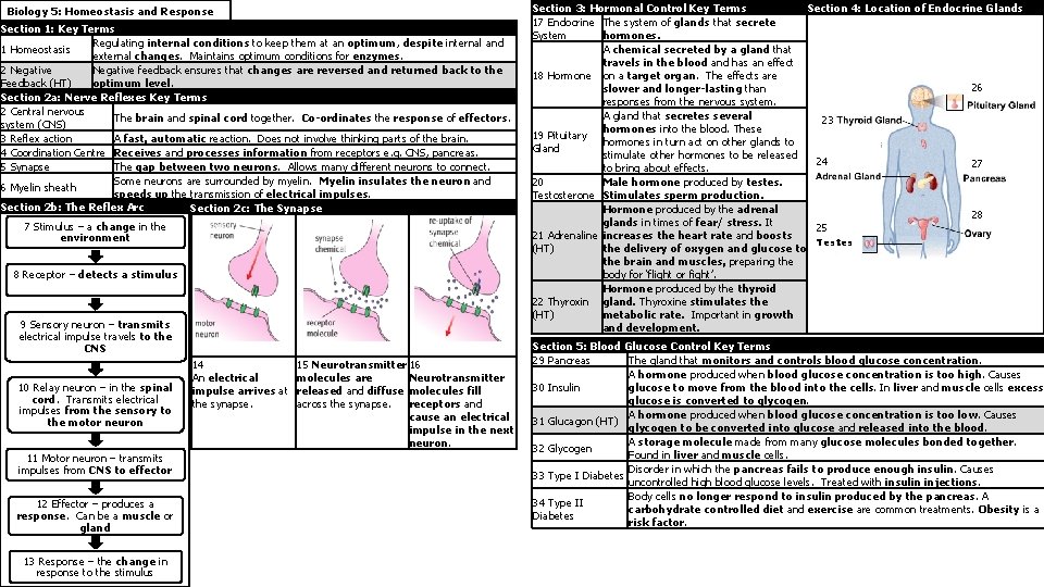 Biology 5 Homeostasis and Response Section 1 Key