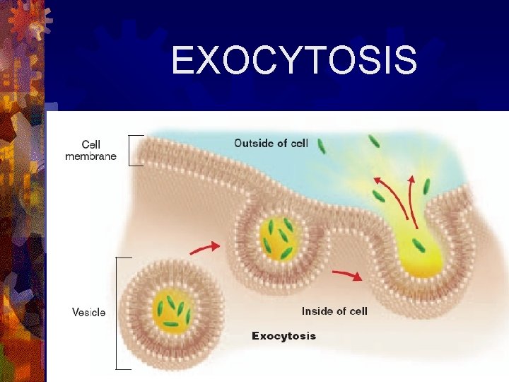 Biology Chapter 5 Notes Homeostasis Cell Transportion Passive