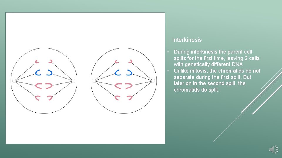 MEIOSIS By Nolan Mackenzie Megan and Caed Prophase