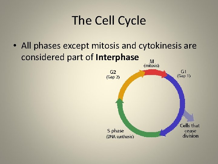 The Cell Cycle All phases except mitosis and
