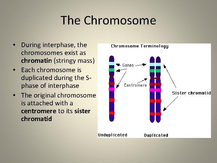 The Cell Cycle All phases except mitosis and
