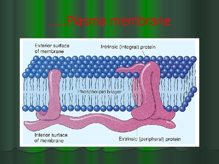 BIOL 3340 Chapter 3 Chapter 3 Microbial Cell
