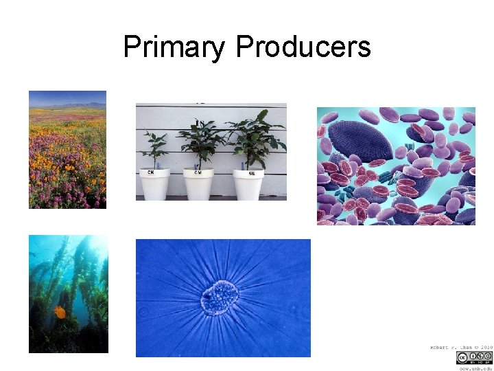 Carbon Cycling Conservation of Mass Energy Flow and