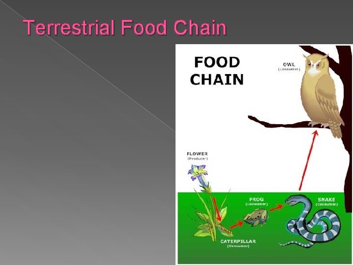FOOD CHAINS AND WEBS What is a Food