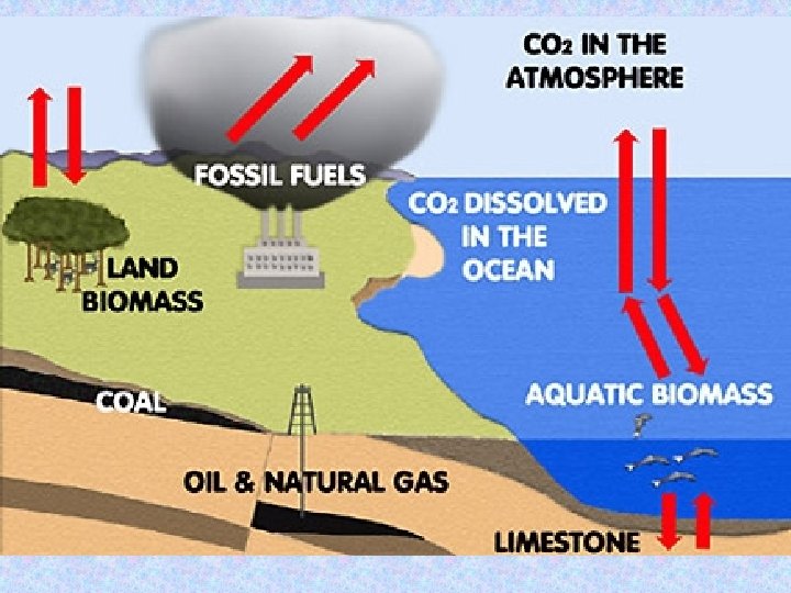 Biogeochemical Cycles Carbon is the key ingredient in