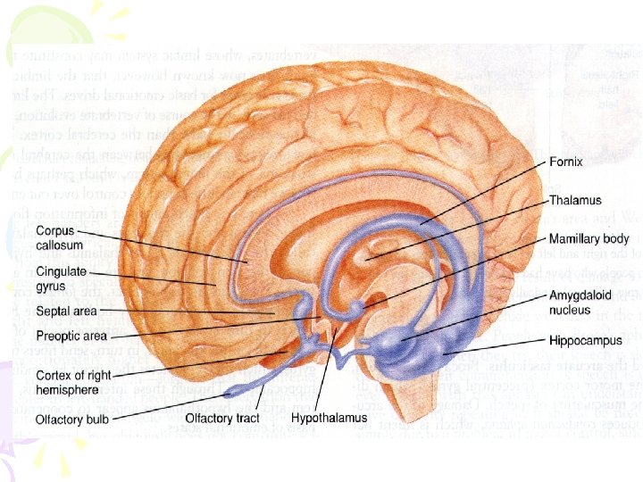 Physiological bases of behavior emotions Emotion Emotion is