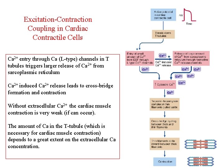 CARDIAC MUSCLE Atrial muscles Ventricular muscles Specialized conductive