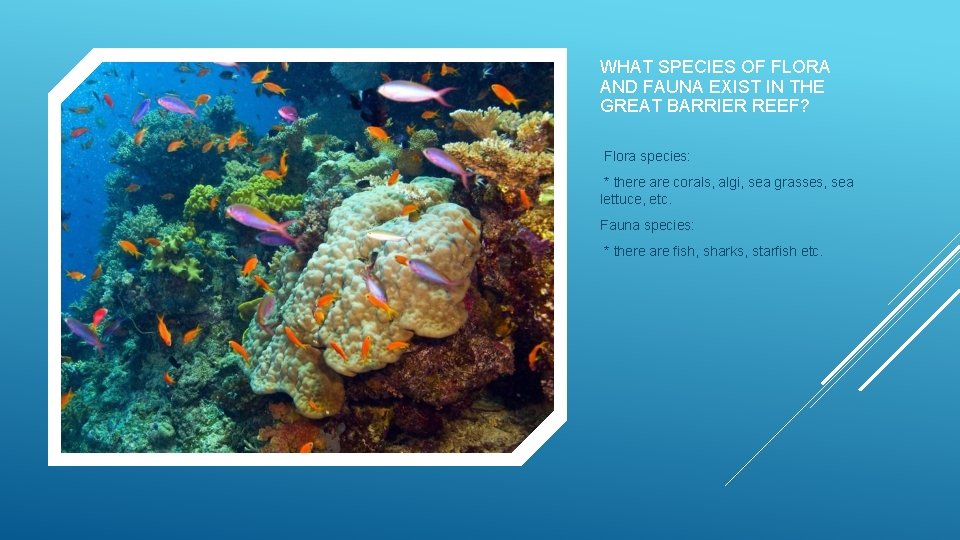 THE GREAT BARRIER REEF By The destination that
