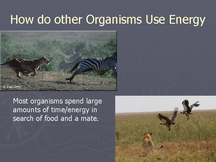 How Ecosystems Work Big Ideas The flow of
