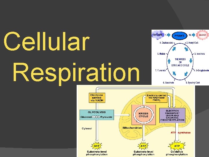 Cellular Respiration Key Concepts we will cover today