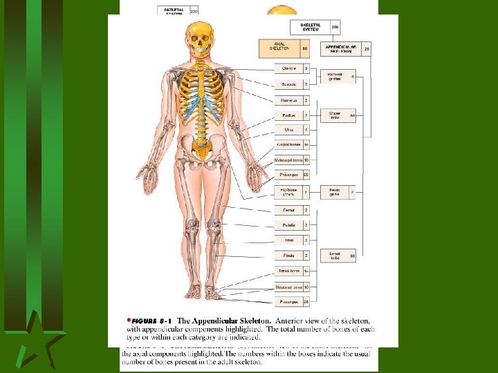 Structure of Bone Synarthrotic Joints No joint capsule