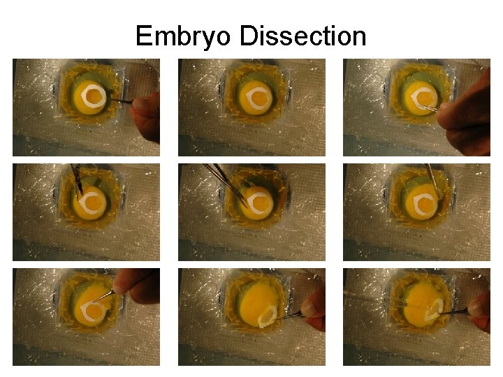 Chick Embryo Development Dr Douglas Rhoads Professor Biological