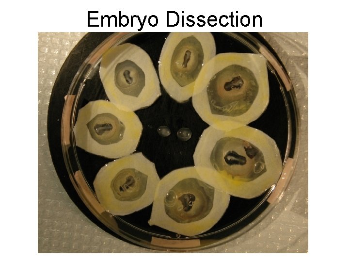 Chick Embryo Development Dr Douglas Rhoads Professor Biological