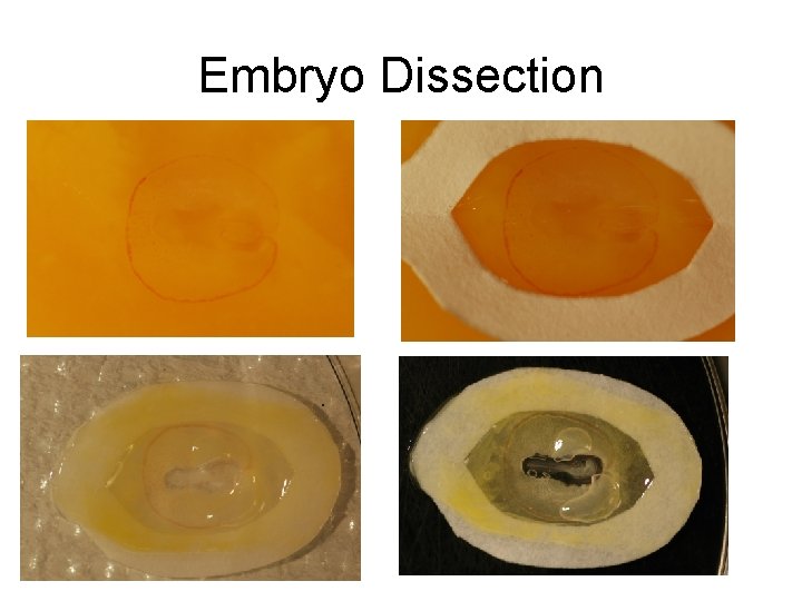 Chick Embryo Development Dr Douglas Rhoads Professor Biological