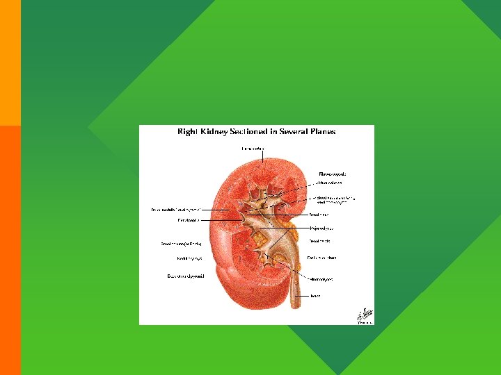 The Urinary System Kidney Functions 1 Your kidneys