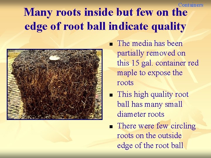 Tree Roots in the Nursery By Edward F