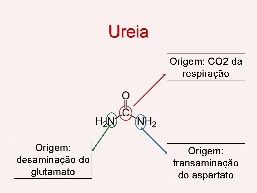 Metabolismo de Aminocidos Ciclo do Ureia Rota metablica