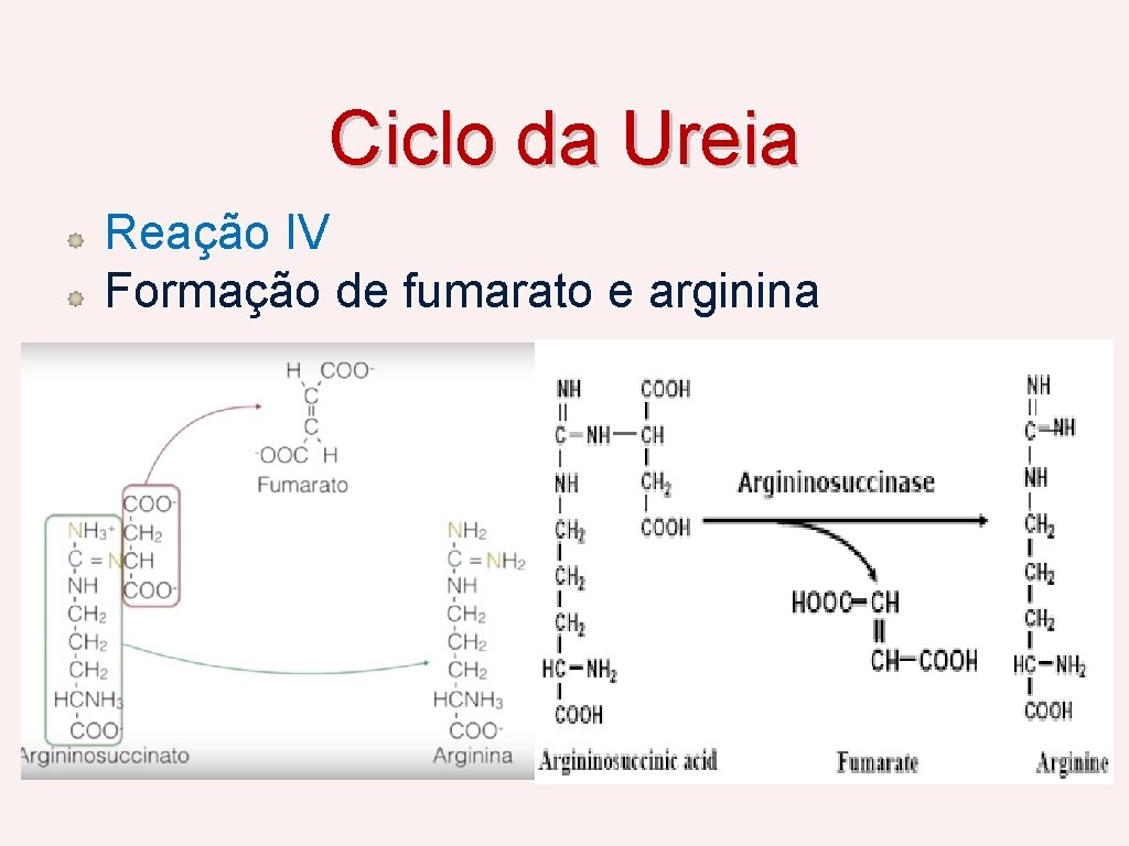 Metabolismo de Aminocidos Ciclo do Ureia Rota metablica