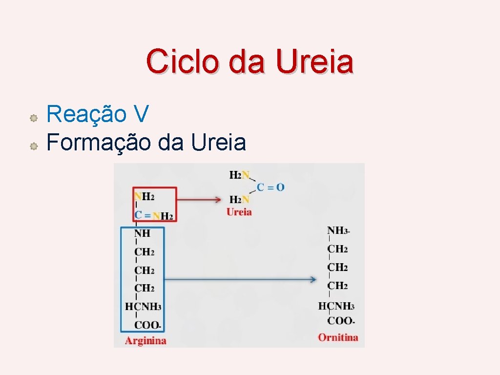 Metabolismo de Aminocidos Ciclo do Ureia Rota metablica