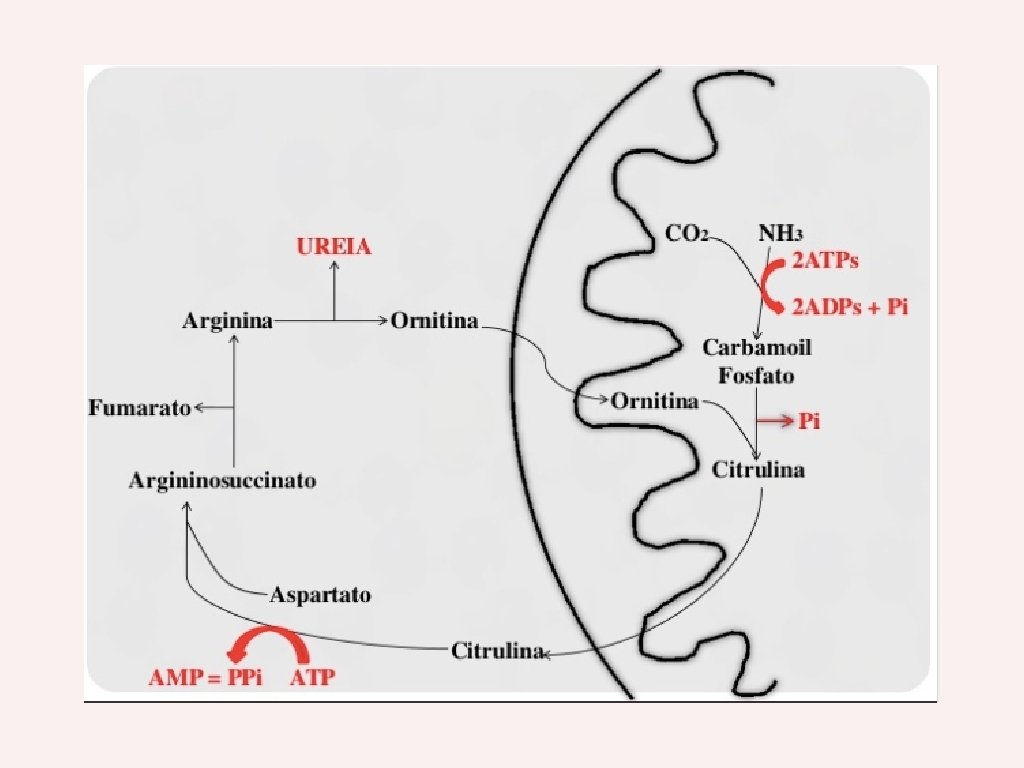 Metabolismo de Aminocidos Ciclo do Ureia Rota metablica