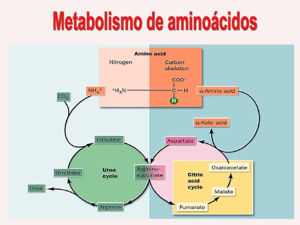 Metabolismo de Aminocidos Ciclo do Ureia Rota metablica
