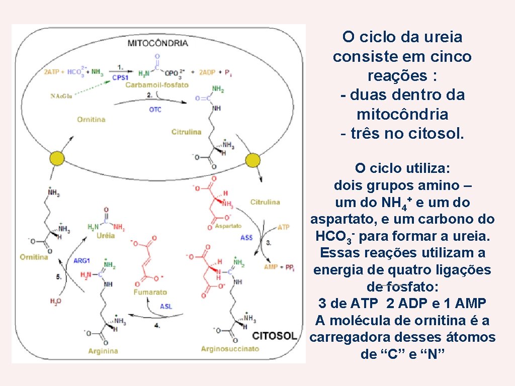 Metabolismo de Aminocidos Ciclo do Ureia Rota metablica