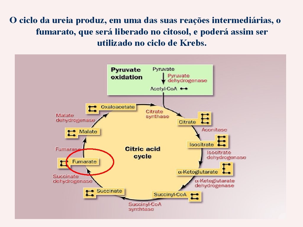 Metabolismo de Aminocidos Ciclo do Ureia Rota metablica