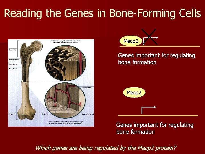 Biomedical Research as a Career and a Way
