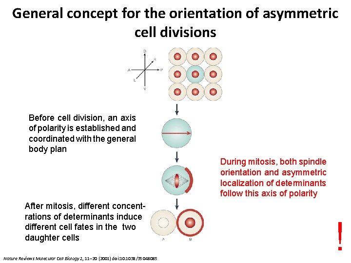 Differentiation and asymmetric divison Sara Tth Ph D